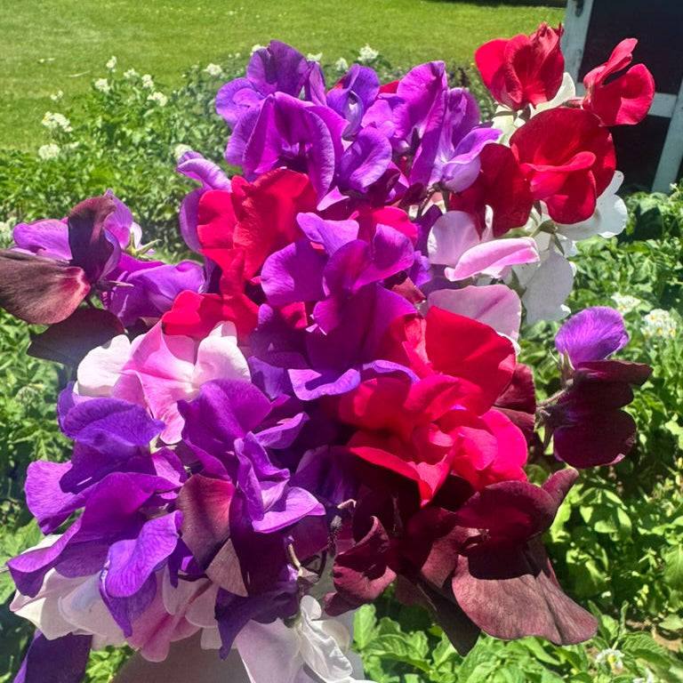 The Sweet Pea Grow Pack – Sustaina Grow