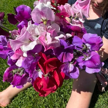 The Sweet Pea Grow Pack – Sustaina Grow
