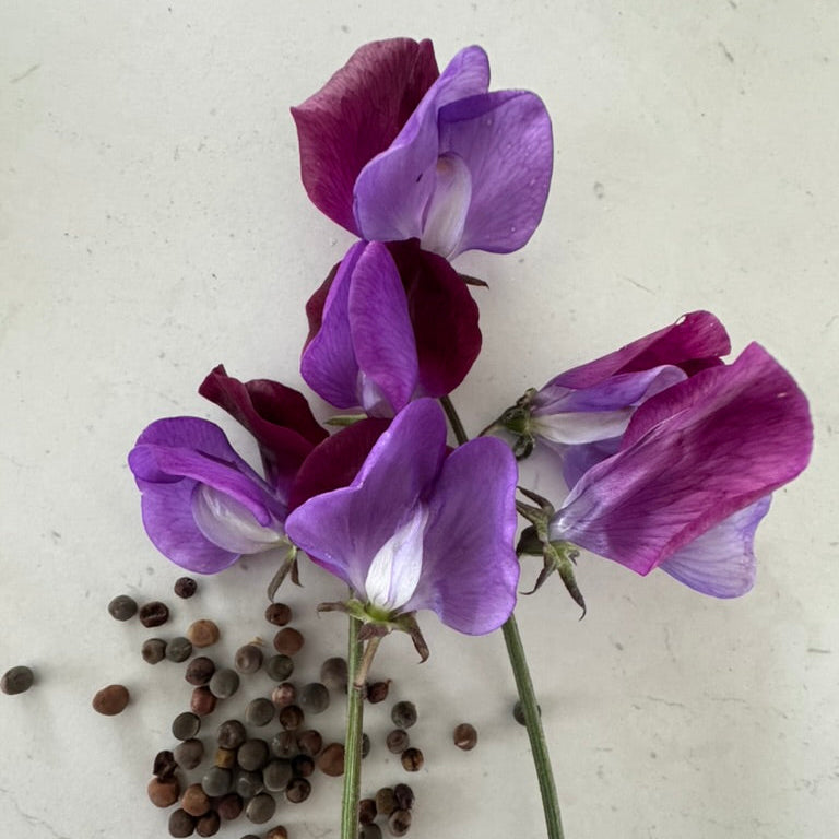 The Sweet Pea Grow Pack – Sustaina Grow