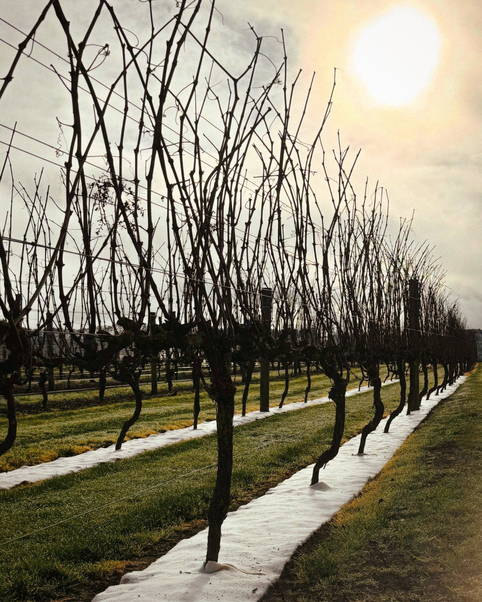 Wool Mulch Matting Roll – Sustaina Grow