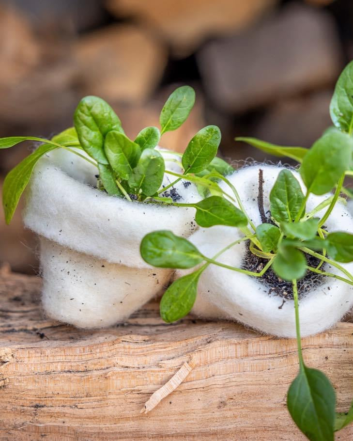 Wool Propagation Pot - Bulk Pack – Sustaina Grow