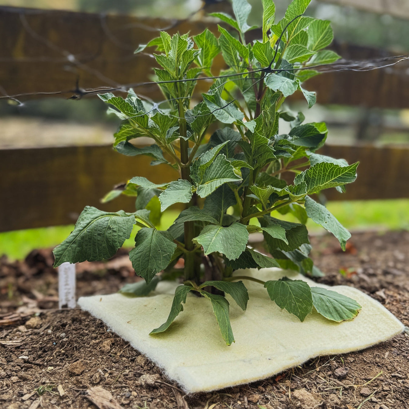 Wool Mulch Mats - 10 Pack – Sustaina Grow